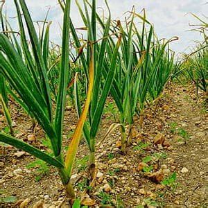 Cómo cultivar el ajo Guía completa desde cero