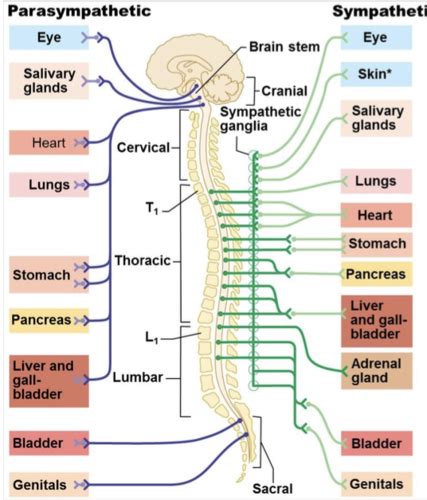 Pharm Autonomic Nervous System Flashcards Quizlet