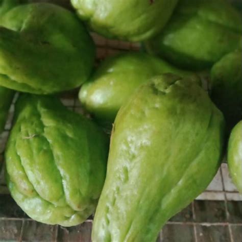 Jual Labu Siam Besar Shopee Indonesia