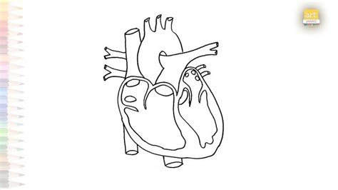 A Drawing Of The Human Heart In Black And White With Colored Pencils