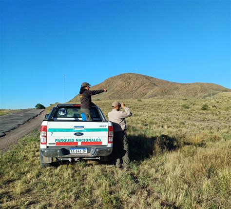 Monitoreos De Guanacos En Los Parques Nacionales El Leoncito Y Lihu