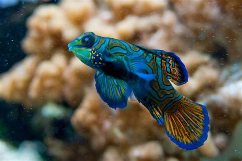 12 Best Saltwater Fish For Beginners FishLab