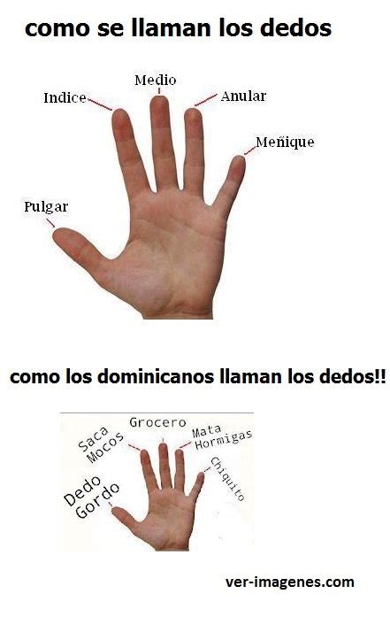 Como Se Llaman Los Dedos Imagen Hot Sex Picture