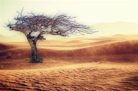 Fotos gratis paisaje árbol naturaleza horizonte amanecer puesta