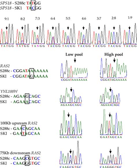 sequences of dna pools shown are short sequences with known snps the download scientific