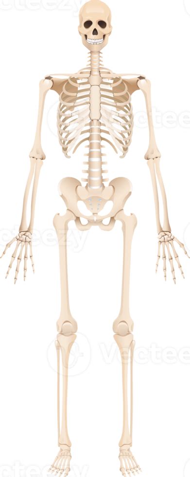 Human Body Skeleton 19050977 PNG