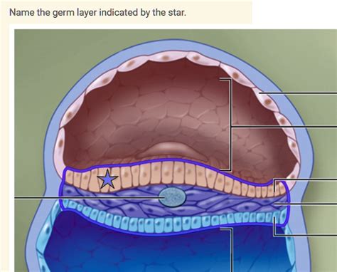 Solved A Endoderm B Ectoderm C Epidermis D Mesoderm Name The Germ