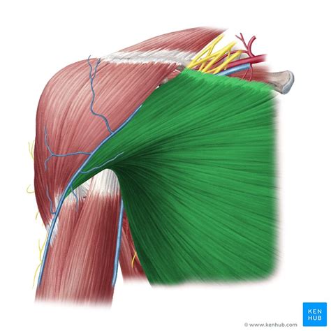 Chest Muscles Pectoralis Major And Minor Anatomy Muscles Ai