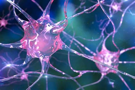 Definición y Tipología de las Neuronas