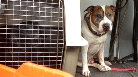Pitbull ATACA en la cara a niño de 5 años policía lo SALVA El