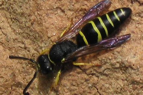 Tipos De Avispas Nombres Con Fotos