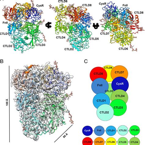 High Resolution Cryoem Structure Of Human Pla R Reveals A Different