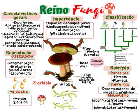 Mapa Mental Del Reino Fungi Geno
