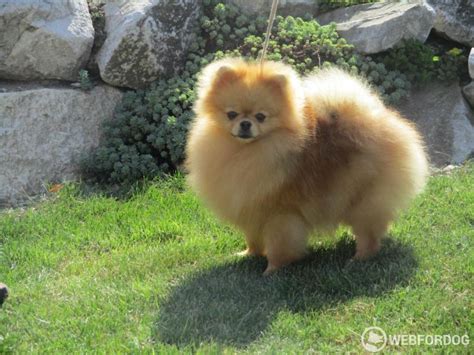 N Meck Pic Trpasli Pomeranian Na Prodej S Pp Opava