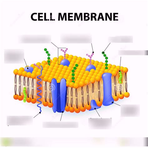 The Fluid Mosaic Model Diagram Quizlet
