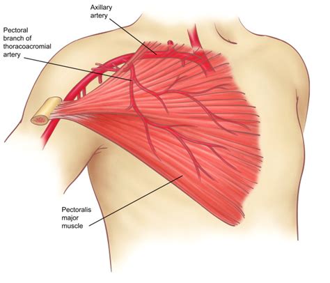 Muscles Of The Chest Wall Thoracic Surgery Clinics