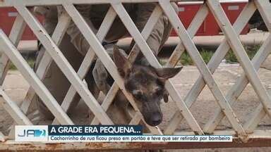 Ja Edi O Regional Cachorro Fica Preso Em Grade De Port O E