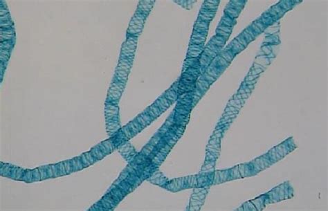 Microbiology Lab Midterm Practical Flashcards Quizlet