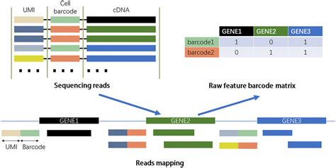 common steps for processing scrna‐seq data to gene expression matrix download scientific diagram