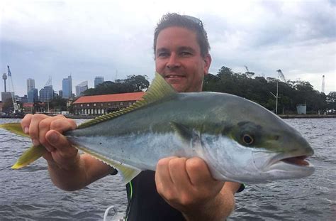 Sydney Harbour Fishing After The Big Wet Sydney Harbour Fishing Charters
