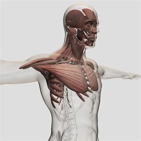 Anatomy Of Male Muscles In Upper Body Anterior View 13012241