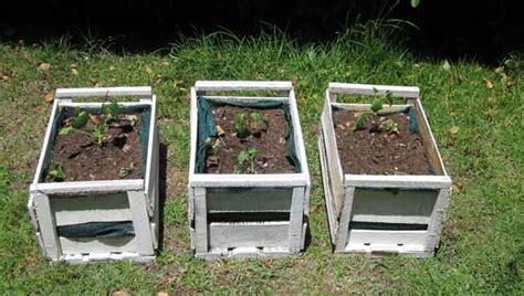 Cómo hacer Huertos en cajones de frutas huertodeurbano