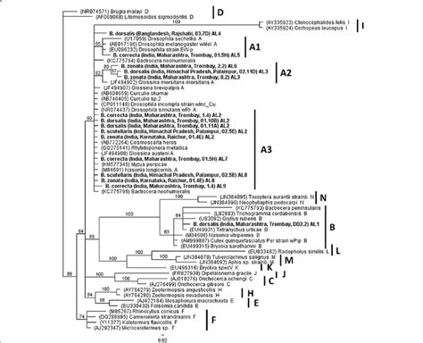 bayesian inference phylogeny based on the 16s rrna gene sequence 438 download scientific