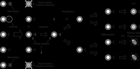the clonal selection and the negative selection principle some download scientific diagram