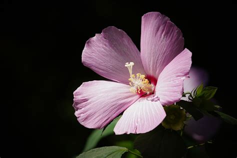 C Mo Cuidar Un Hibisco