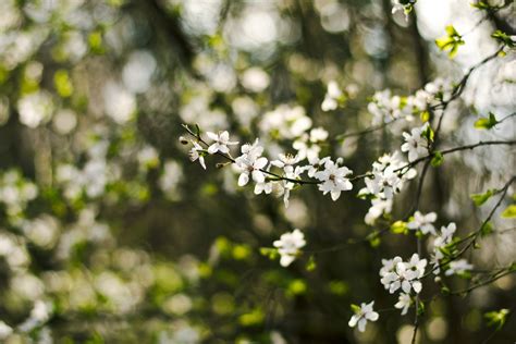 Free Images Tree Nature Branch Sunlight Leaf Flower Spring