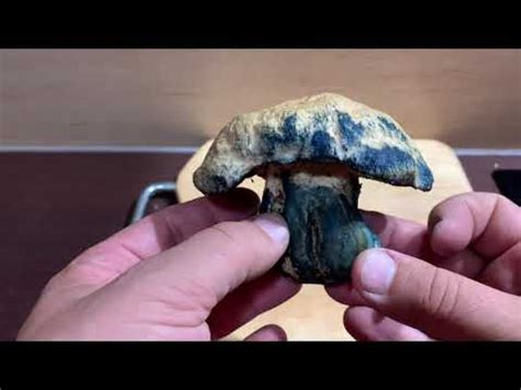Piaskowiec Modrzak Niebieski Grzyb Gyroporus Cyanescens YouTube