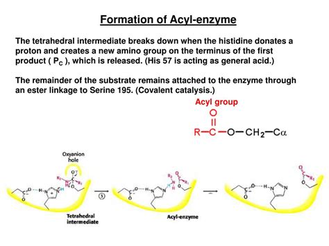 Ppt Lecture Mechanism Of Chymotrypsin Powerpoint Presentation