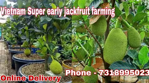 Vietnam Super Early Jackfruit Farming Vietnam All Time Jackfruit Ki