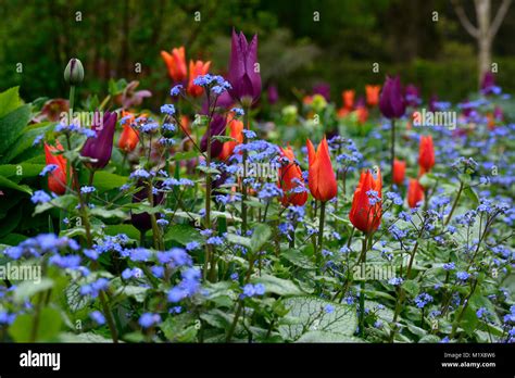 Brunnera Macrophylla Sibirischen Bugloss Tulpen Tulpen Tulipa