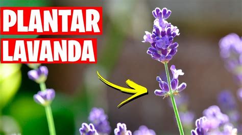 Guía completa Cómo plantar lavanda por esquejes y obtener un hermoso