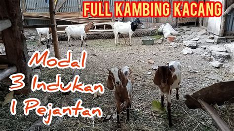 FOKUS TERNAK KAMBING KACANG DENGAN MODAL 3 INDUKAN SUDAH HASILKAN
