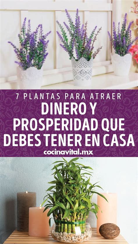 Plantas Para Atraer Dinero Y Prosperidad Que Debes Tener En Casa
