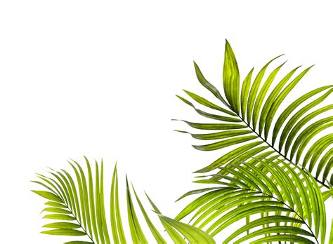 Green Leaf Of Palm Tree On Transparent Background Png File 10124427 PNG
