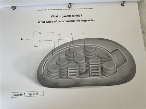 Chloroplast Diagram Diagram Quizlet