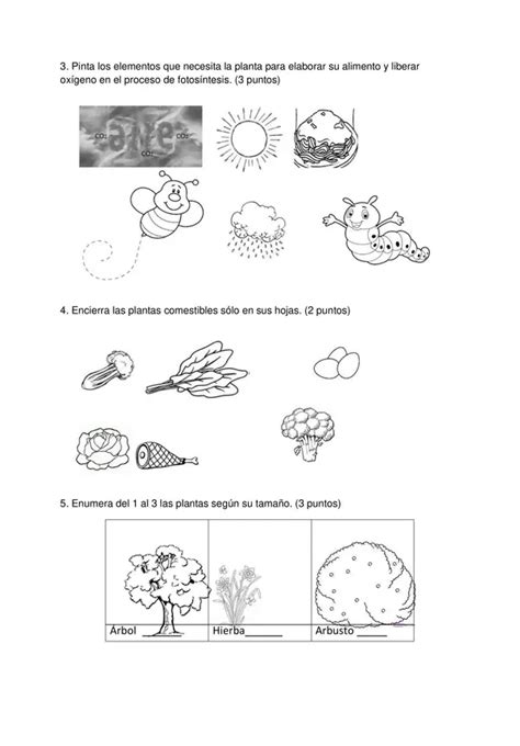 PRUEBA PRIMERO BASICO Explorando las Características de los Seres