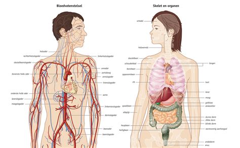 Anatomy Poster Medical Visuals