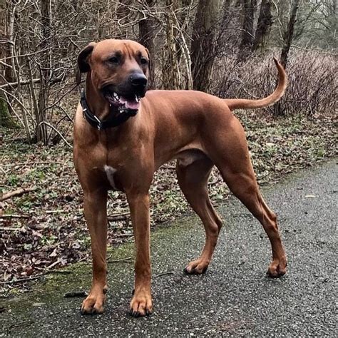 Rhodesian Ridgeback Vs Lion The Winner May Surprise You The Goody Pet