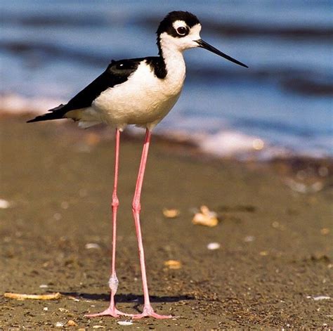 Jon Burrows On Twitter World Birds National Wildlife Refuge I