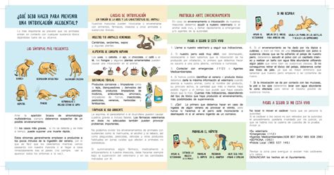 Síntomas y primeros auxilios en caso de envenenamiento de perros