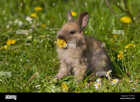 Dwarf Rabbit Oryctolagus Cuniculus F Domestica Feeding A Dandelion