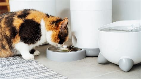 Guide Ultime Meilleur Distributeur Croquettes Chat