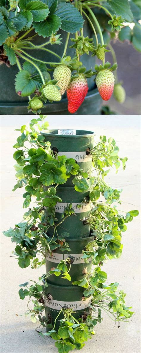 DIY Strawberry Tower With Reservoir Apiece Of Rainbow