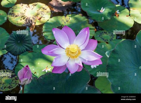 Pink Lotus Flowers Indian Lotus Sacred Lotus Bean Of India Nelumbo