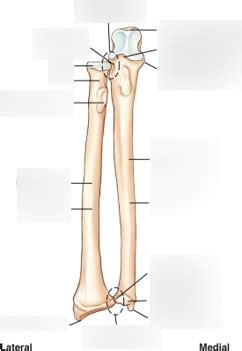 Ch Right Radius And Ulna Anterior View Diagram Quizlet