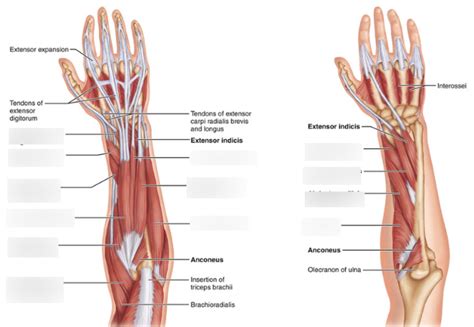 Muscles Of The Posteriorfascial Compartment Of The Forearm Acting On